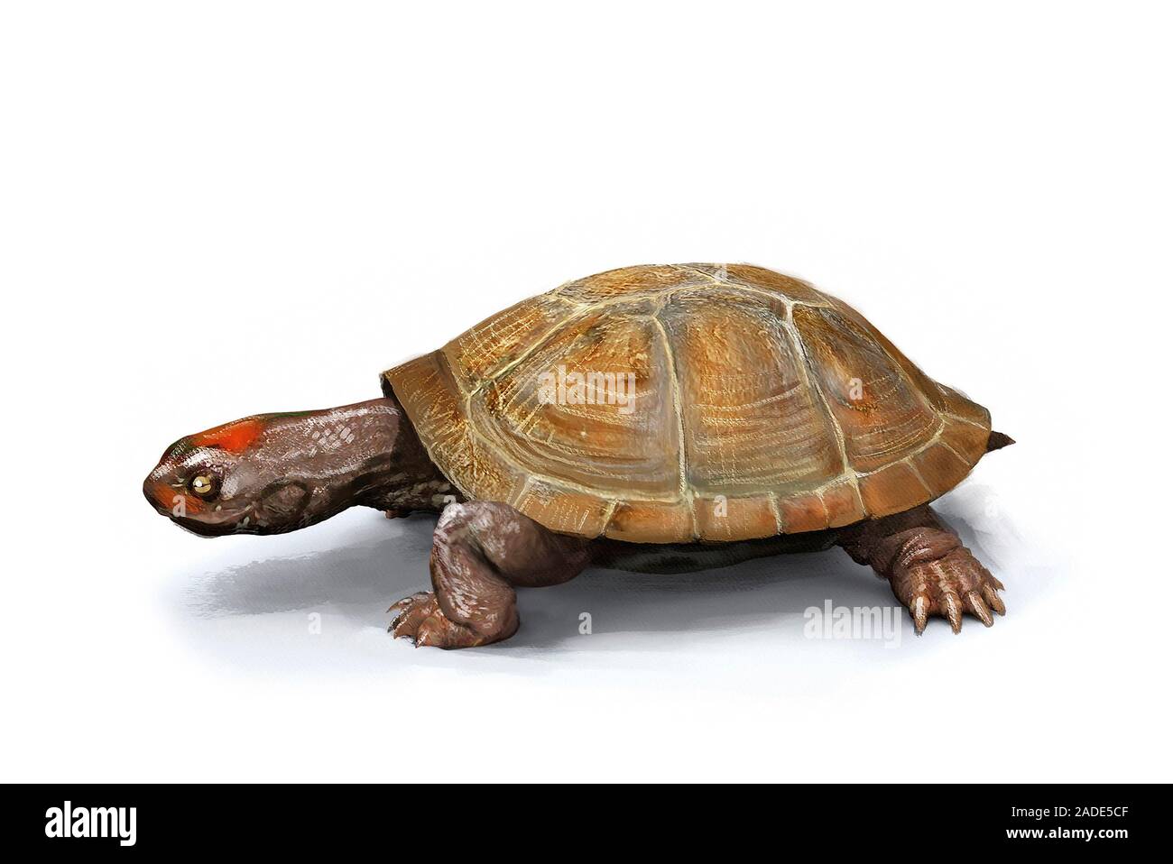 Prehistoric turtle (Algorachelus peregrinus), illustration. This turtle ...