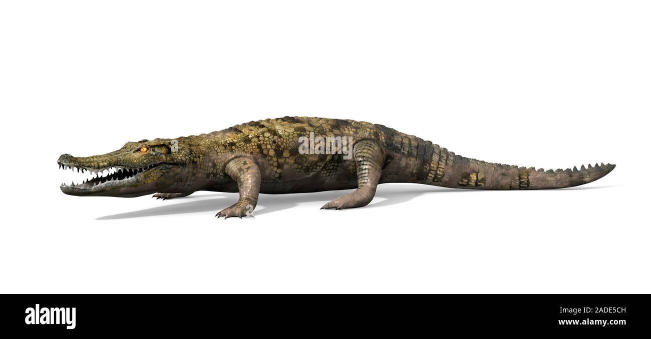 Prehistoric crocodile (Diplocynodon ratelii), illustration. Crocodiles ...