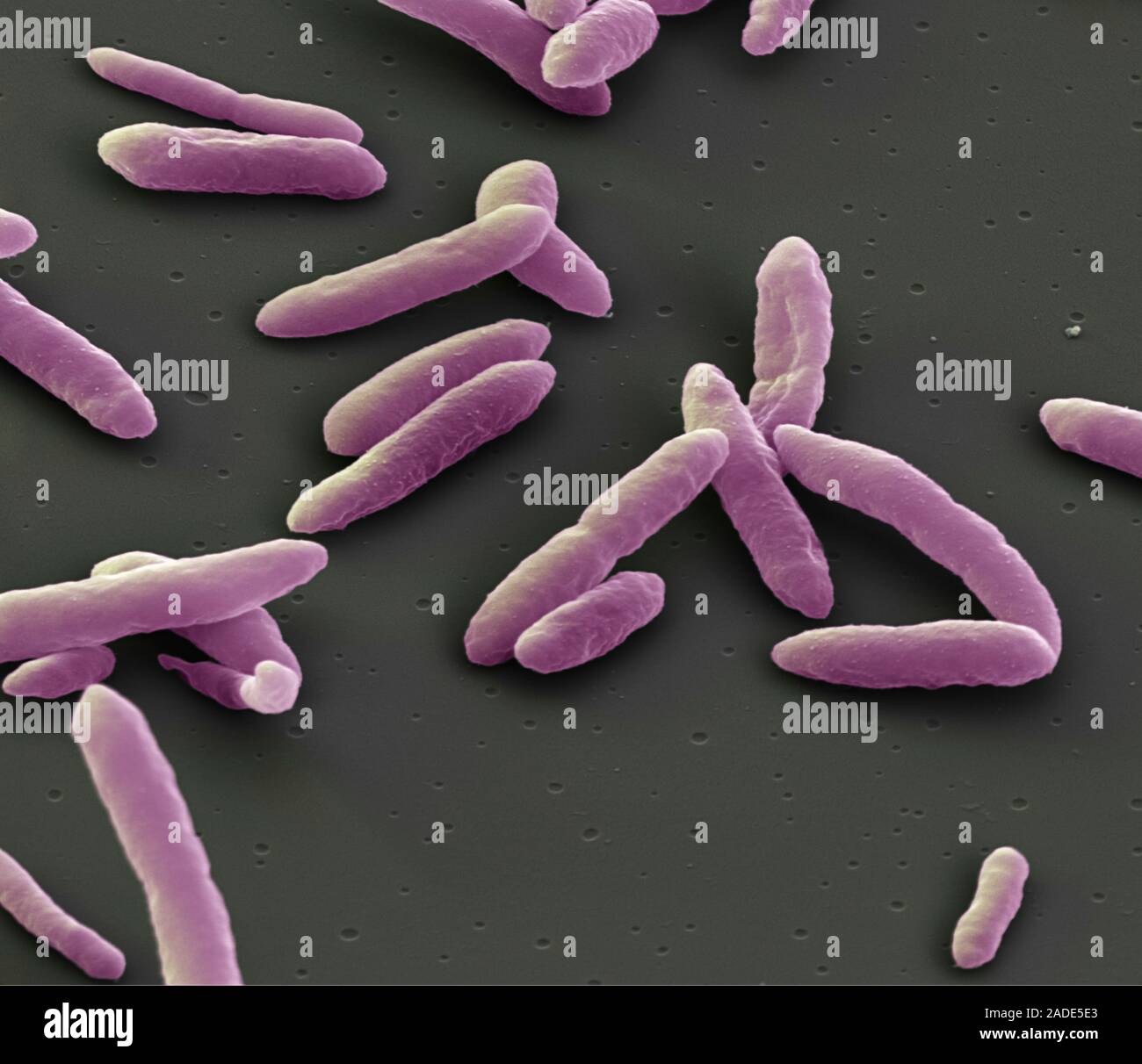 Aeromonas hydrophila bacteria, coloured scanning electron micrograph ... Aeromonas hydrophila bacteria, coloured scanning electron micrograph ...