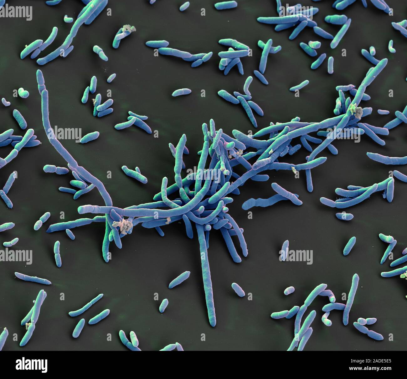 Aeromonas hydrophila bacteria, coloured scanning electron micrograph ...