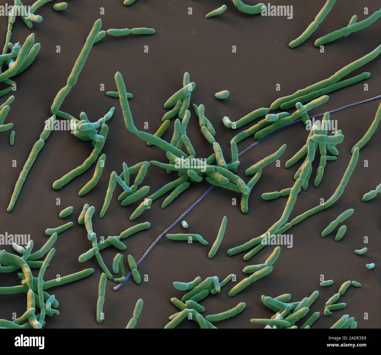 Aeromonas hydrophila bacteria, coloured scanning electron micrograph ... Aeromonas hydrophila bacteria, coloured scanning electron micrograph ...