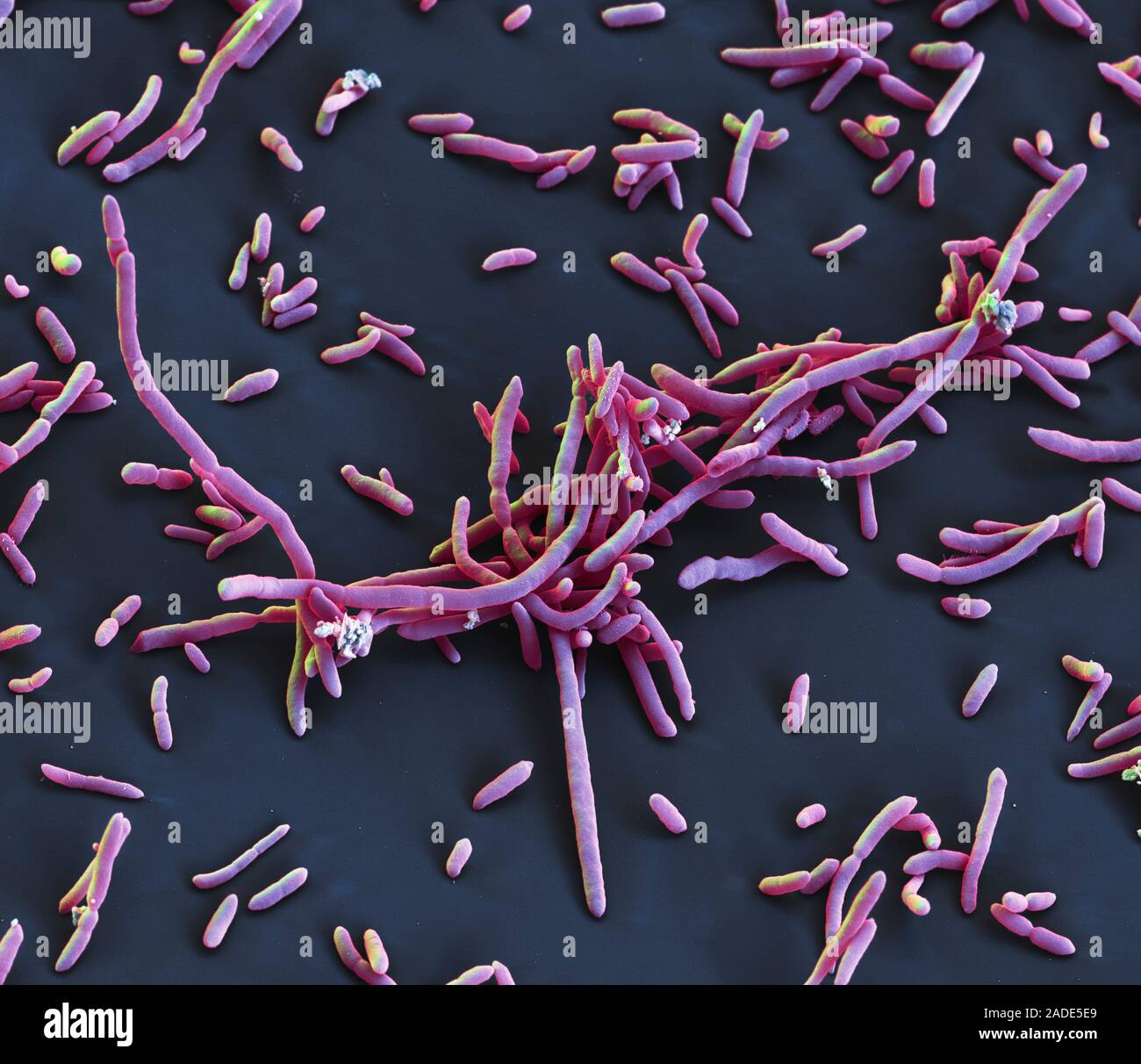 Aeromonas hydrophila bacteria, coloured scanning electron micrograph ...