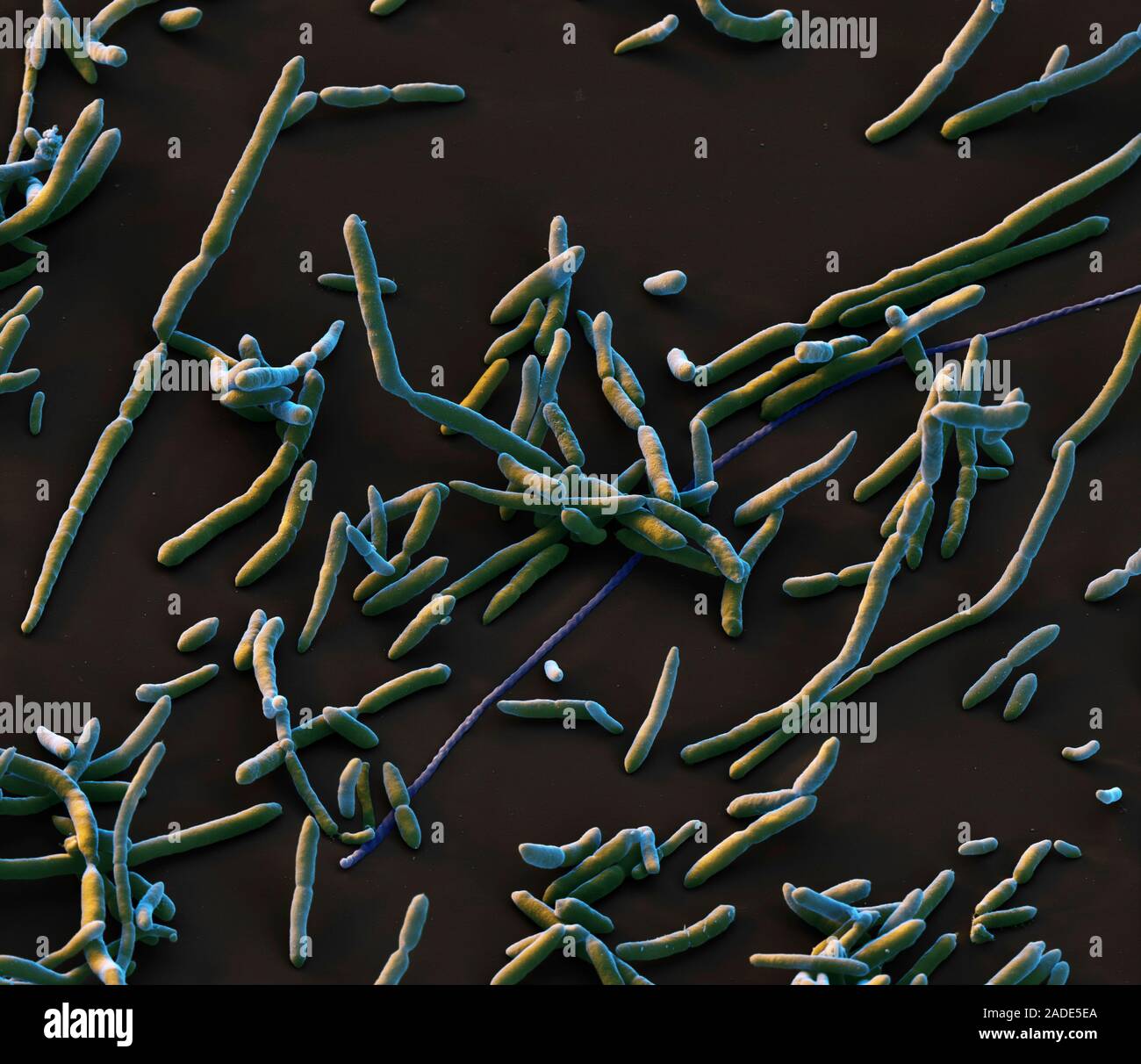 Aeromonas hydrophila bacteria, coloured scanning electron micrograph ...