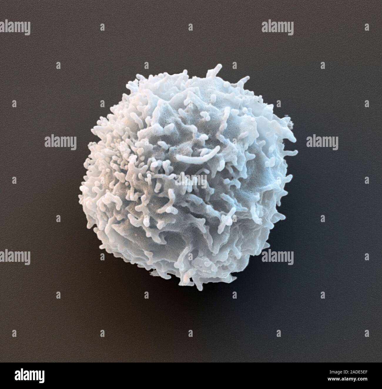 B lymphocyte white blood cell, coloured scanning electron micrograph ...