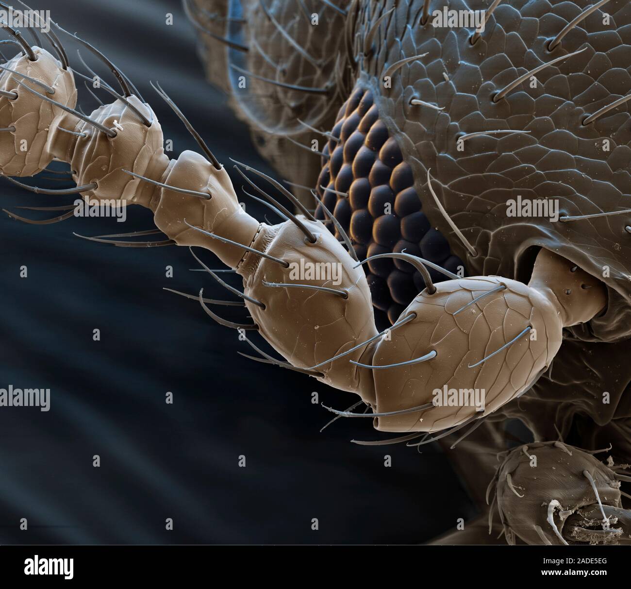 Thrip (order Thysanoptera) antenna. Coloured scanning electron ...