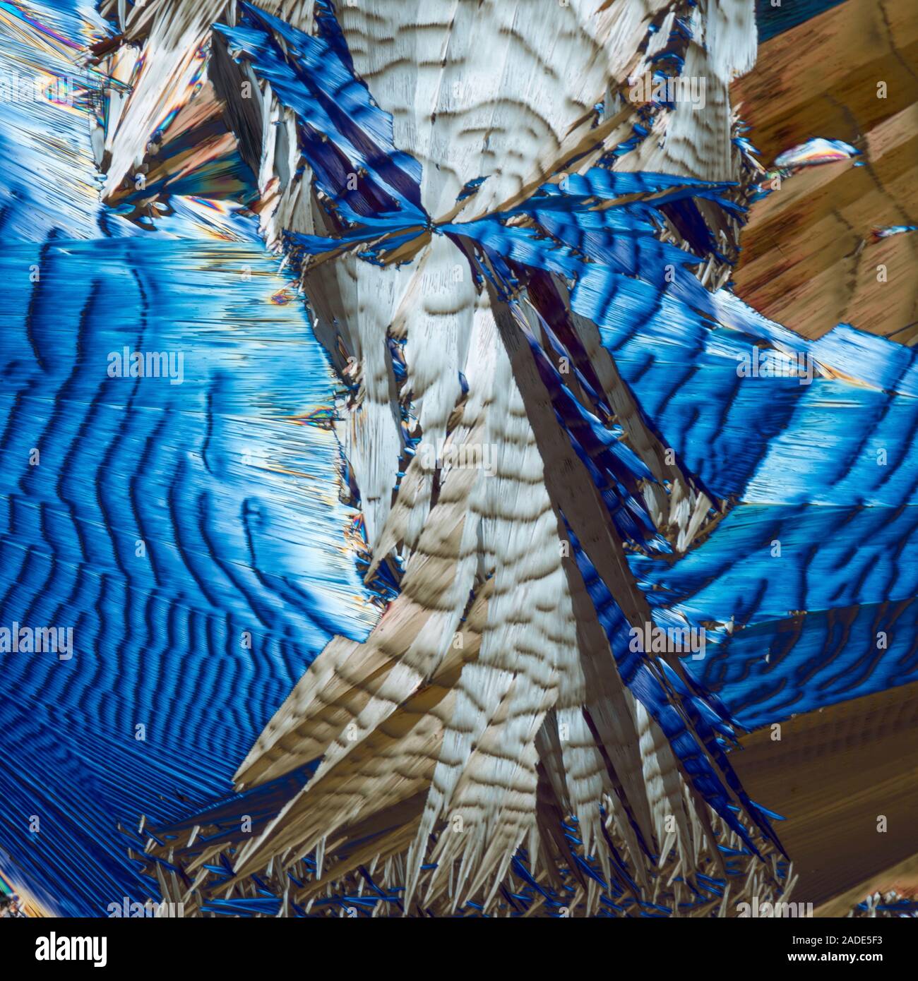 Caffeine crystals. Polarised light micrograph of a section through ...