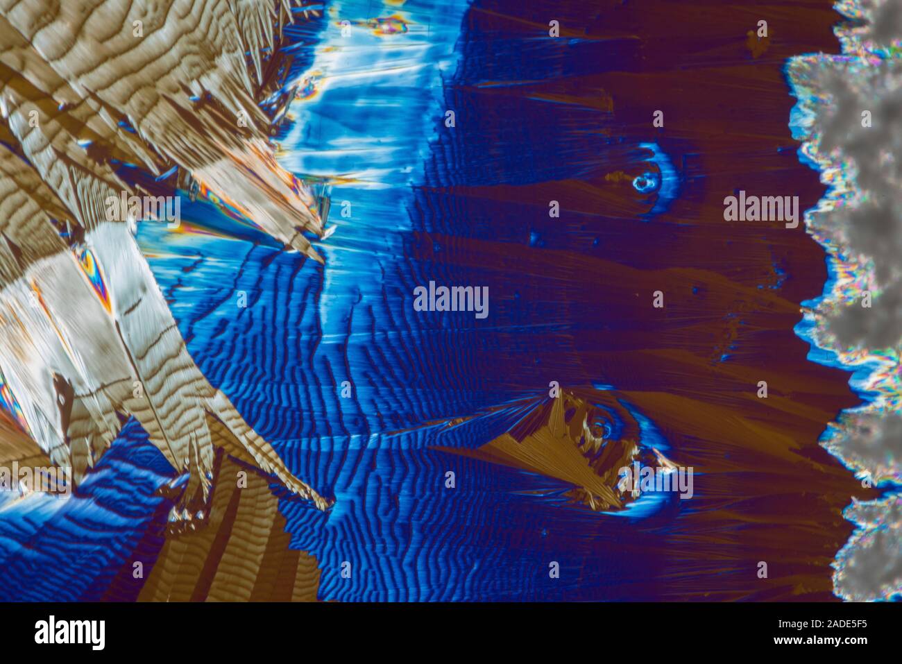 Caffeine crystals. Polarised light micrograph of a section through ...