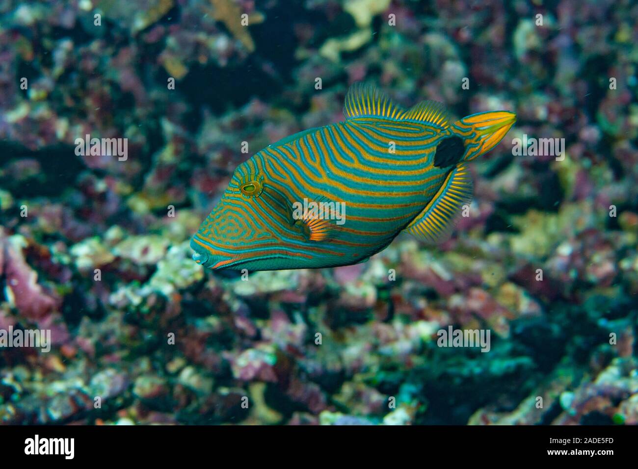Striped Triggerfish Balistapus undulatus Stock Photo - Alamy