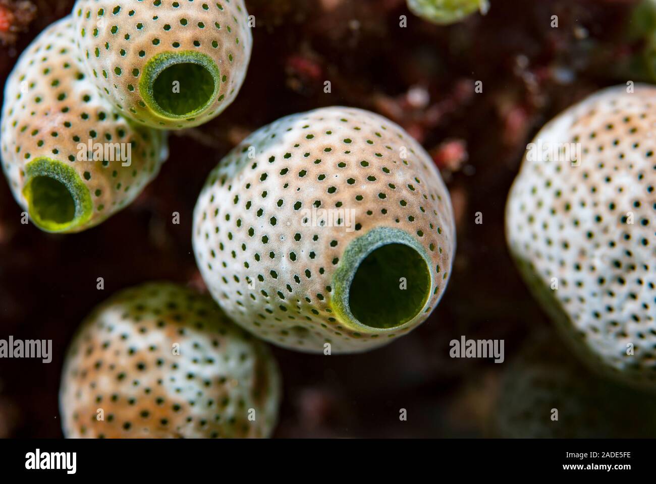 Tropical Colonial Ascidians Stock Photo - Alamy
