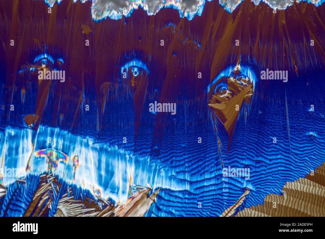 Caffeine crystals. Polarised light micrograph of a section through ...