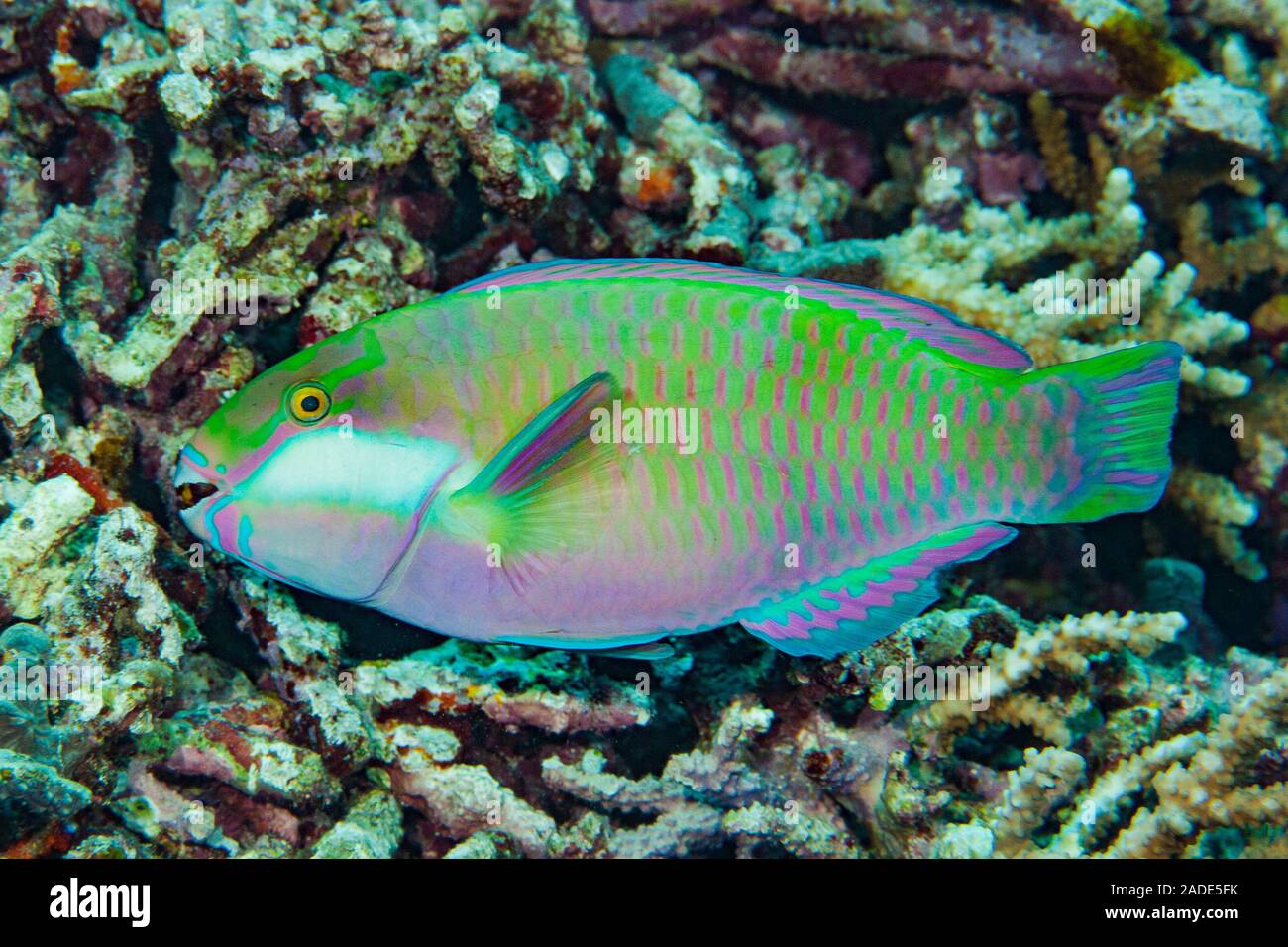 Bleekers parrotfish Chlorurus bleekeri Stock Photo - Alamy