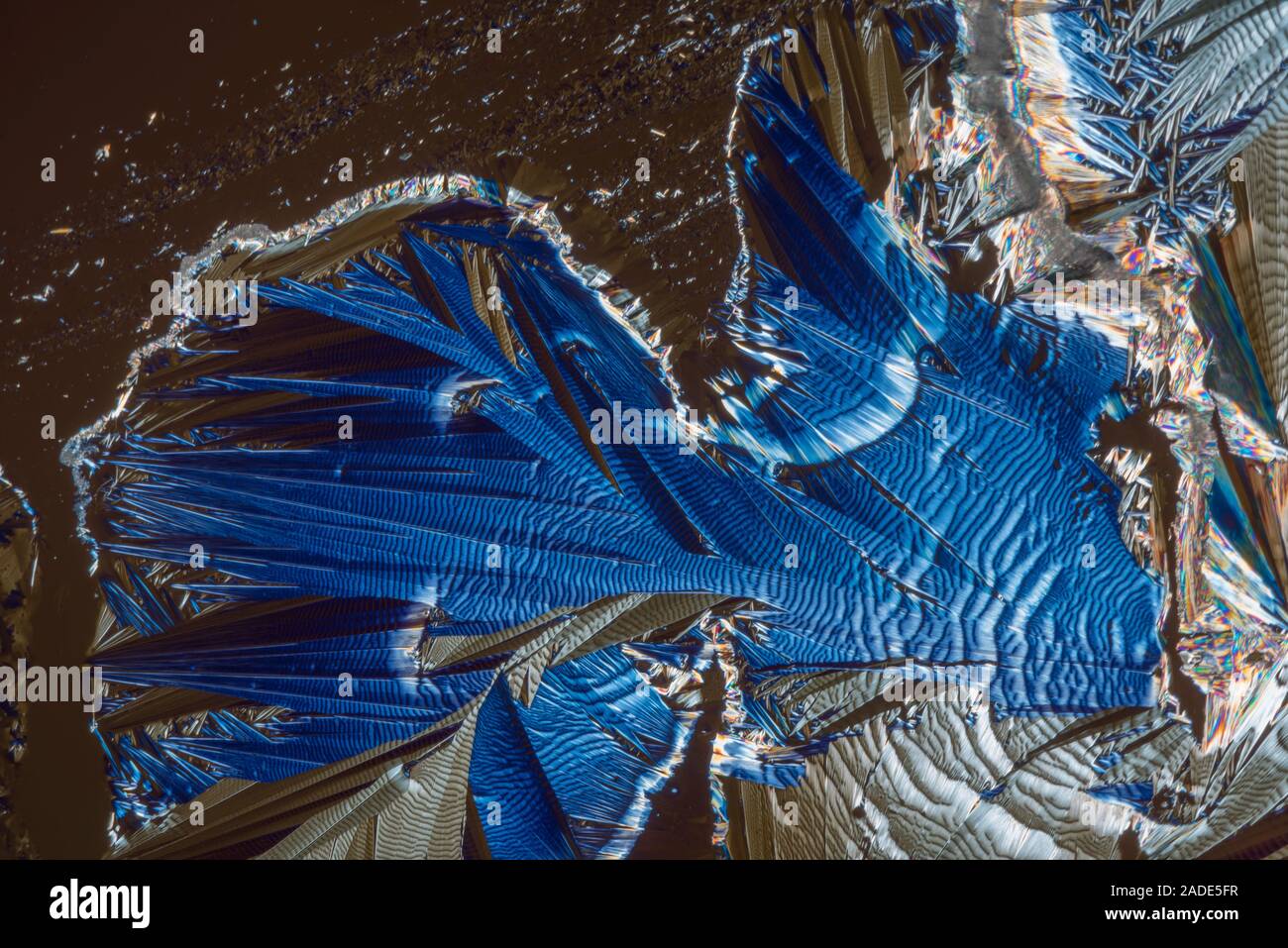 Caffeine crystals. Polarised light micrograph of a section through ...