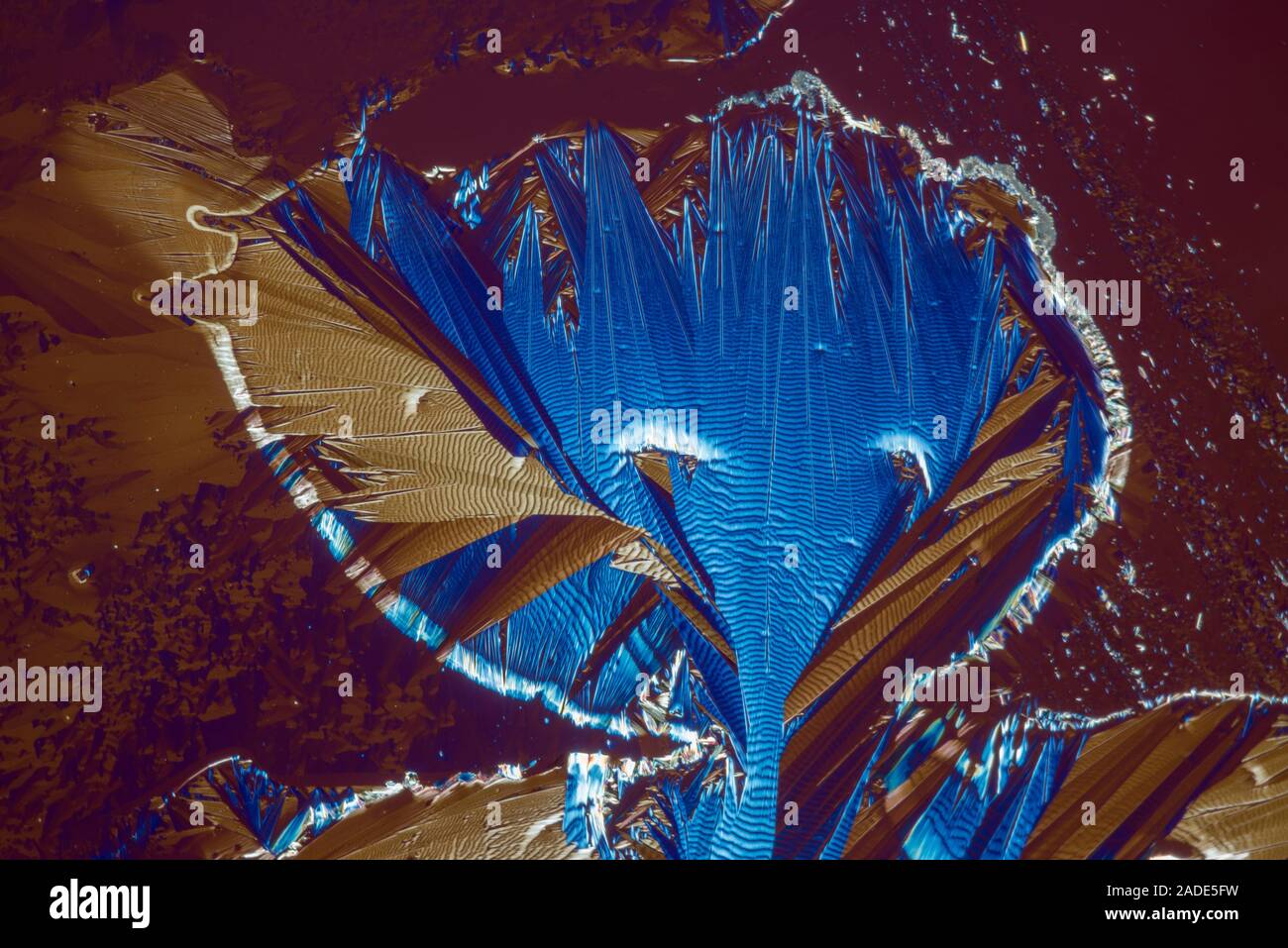 Caffeine crystals. Polarised light micrograph of a section through ...