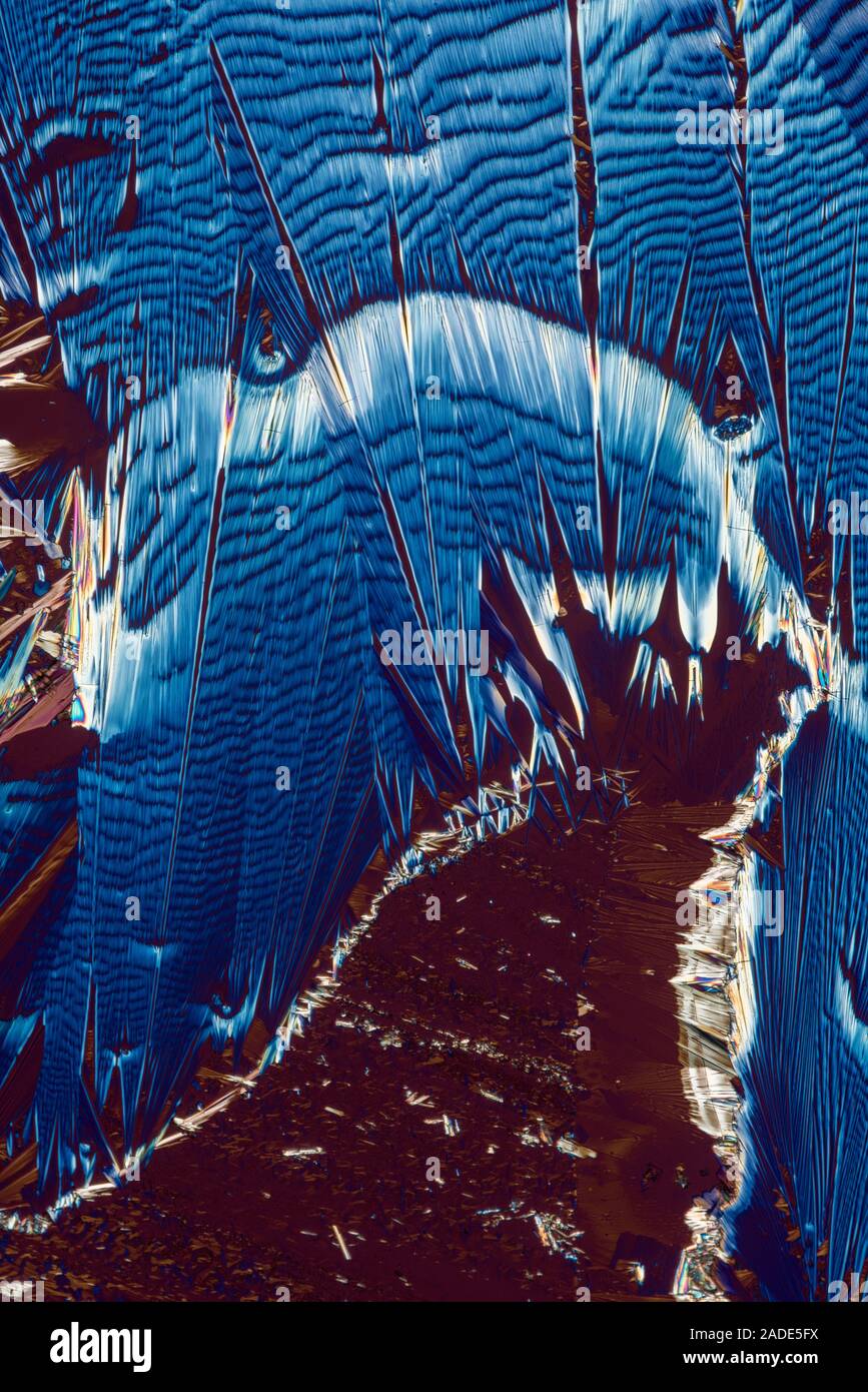 Caffeine crystals. Polarised light micrograph of a section through ...