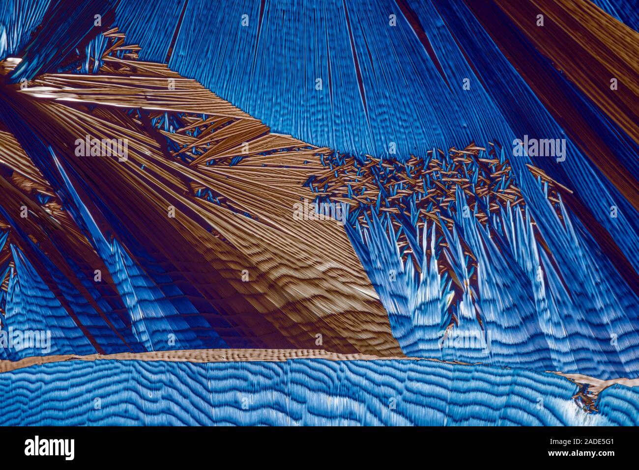 Caffeine crystals. Polarised light micrograph of a section through ...