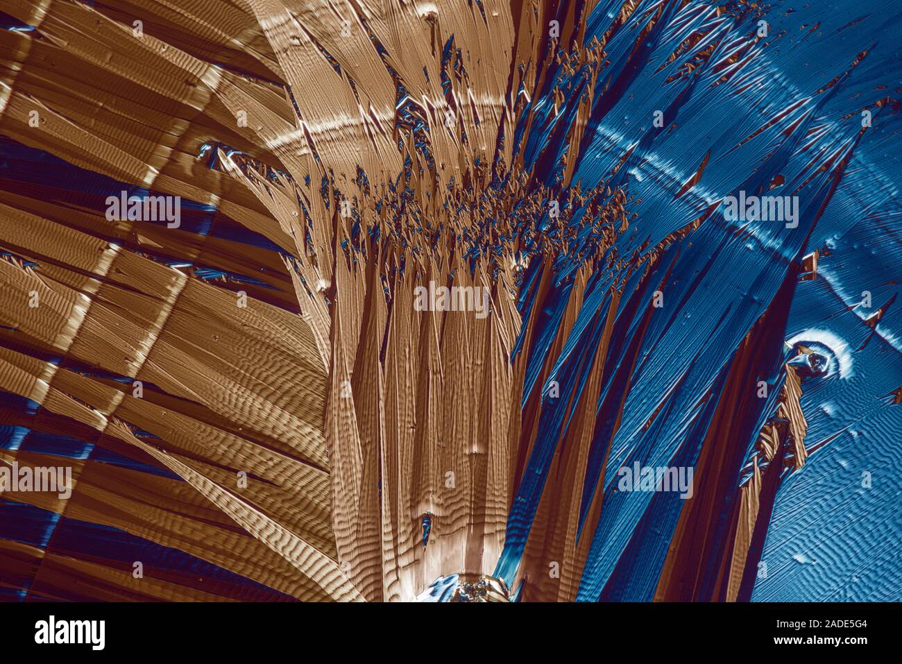 Caffeine crystals. Polarised light micrograph of a section through ...