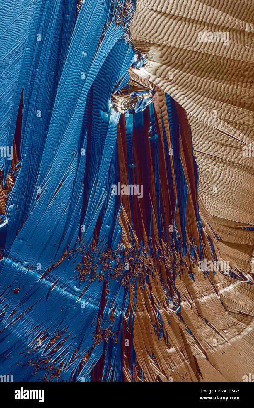 Caffeine crystals. Polarised light micrograph of a section through ...
