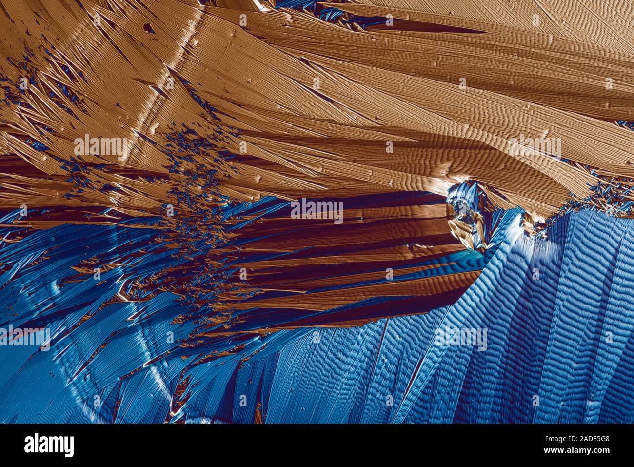 Caffeine crystals. Polarised light micrograph of a section through ...