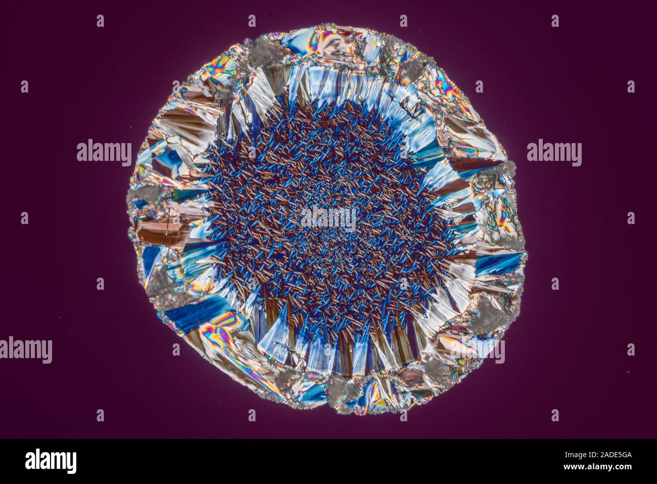 Caffeine crystals. Polarised light micrograph of a section through ...