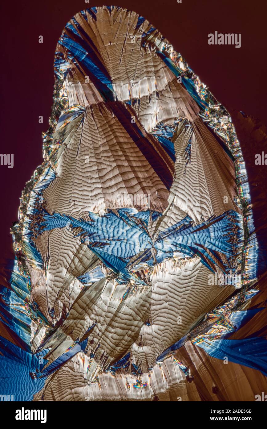 Caffeine crystals. Polarised light micrograph of a section through ...