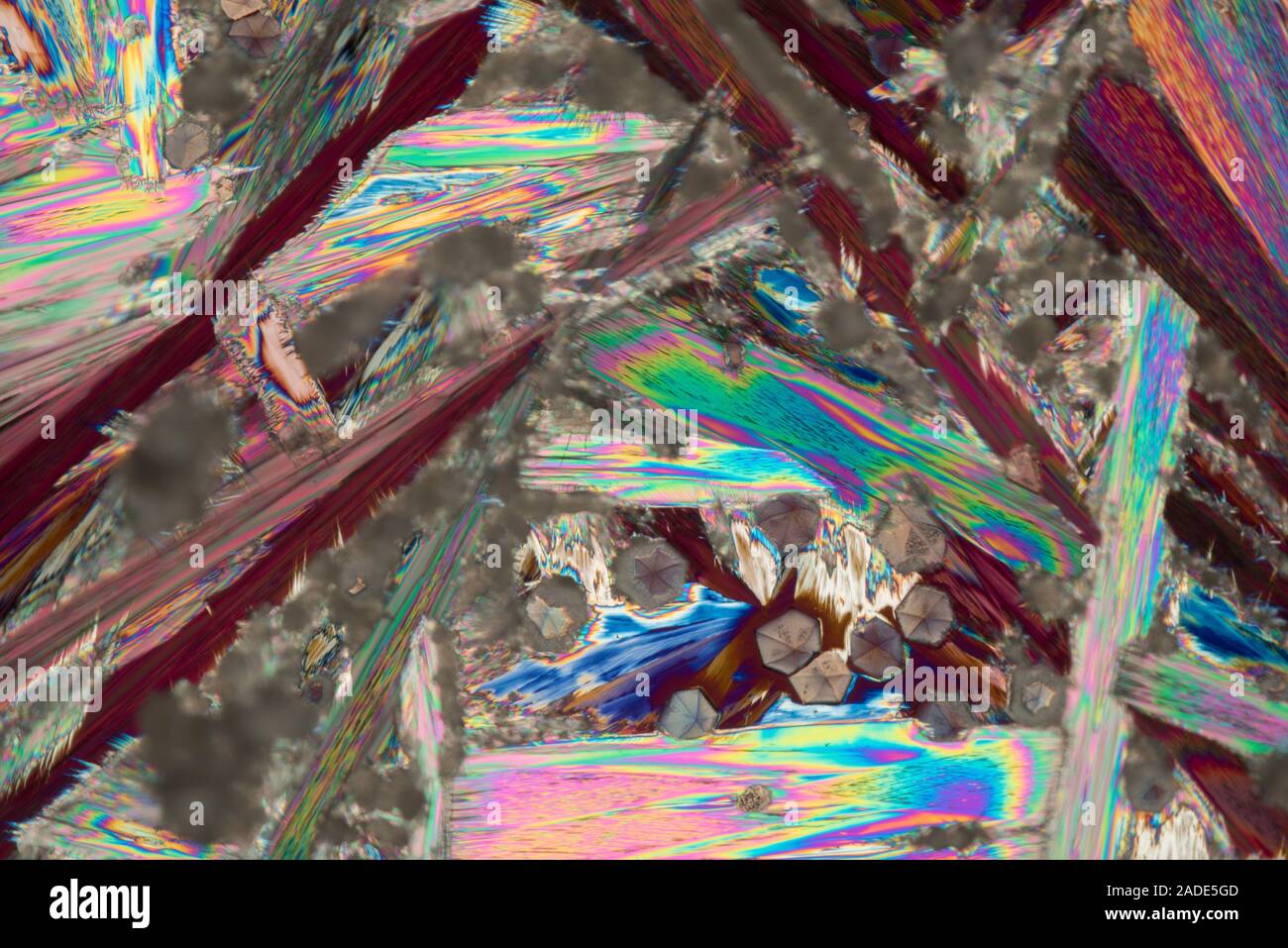 Caffeine crystals. Polarised light micrograph of a section through ...