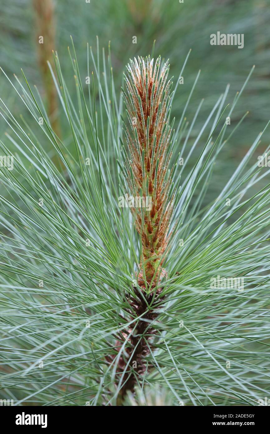 Mexican blue pine hi-res stock photography and images - Alamy