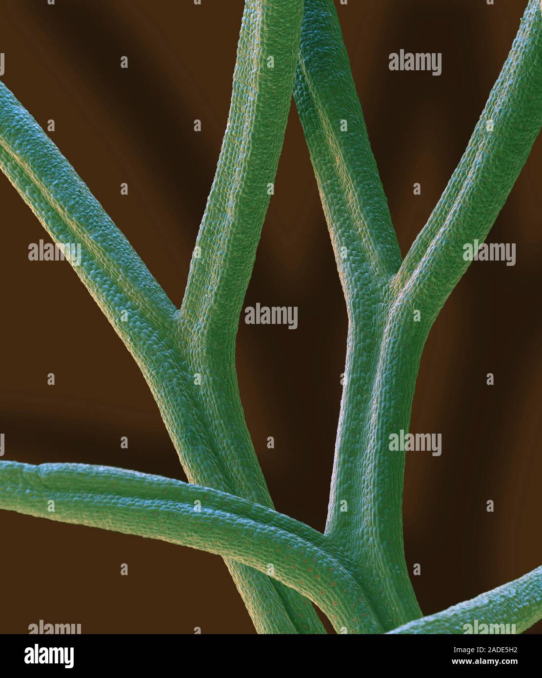 Fennel (Foeniculum vulgare) leaves, coloured scanning electron ...