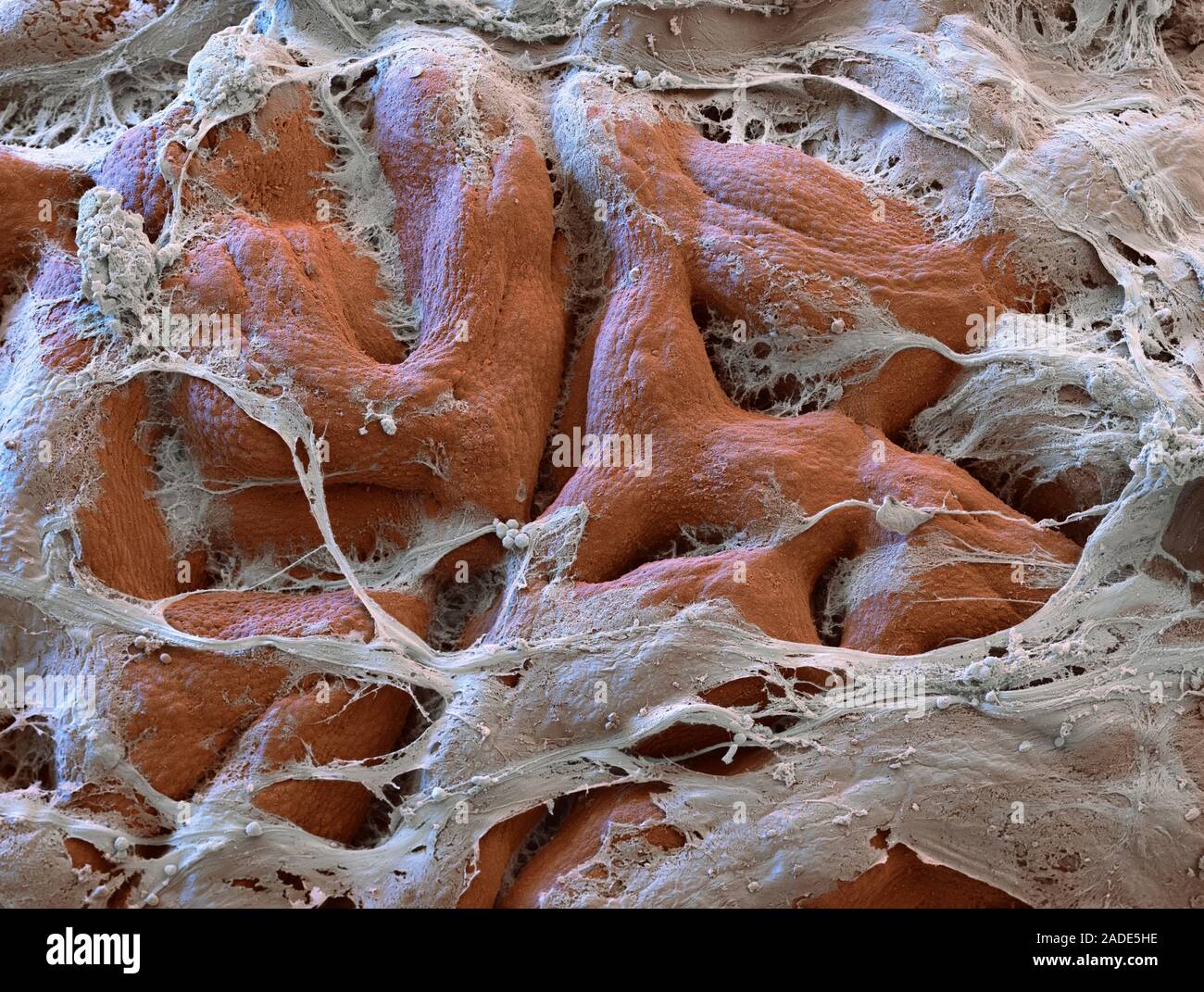Normal stomach lining. Coloured scanning electron micrograph (SEM) of the healthy lining (mucosa ...