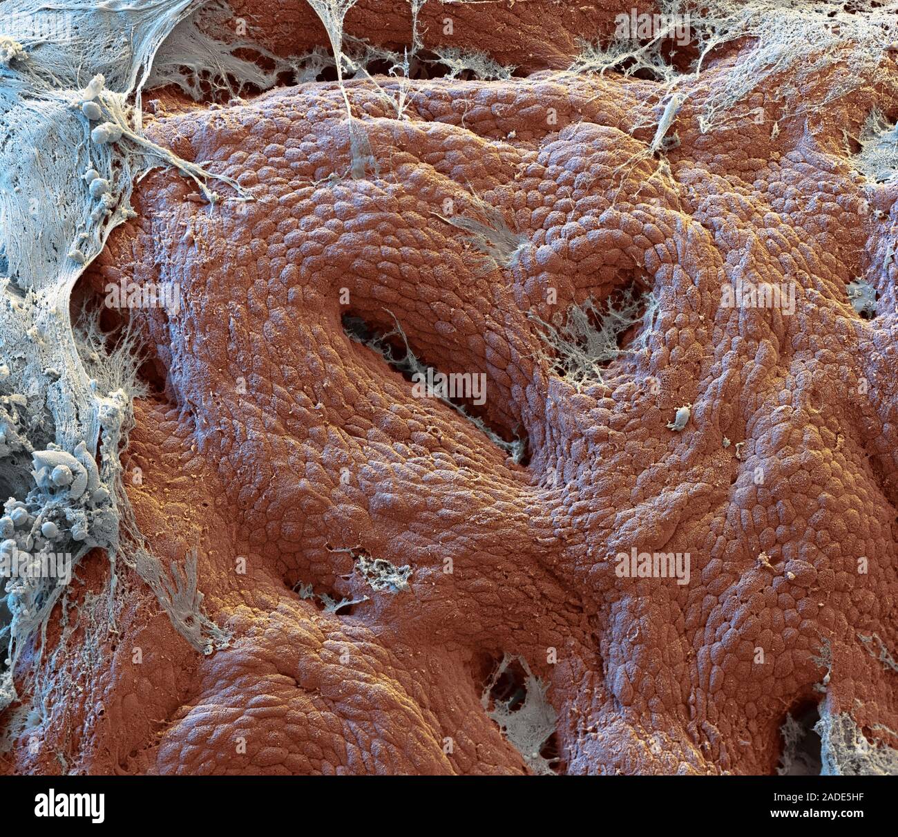 Normal stomach lining. Coloured scanning electron micrograph (SEM) of the healthy lining (mucosa ...