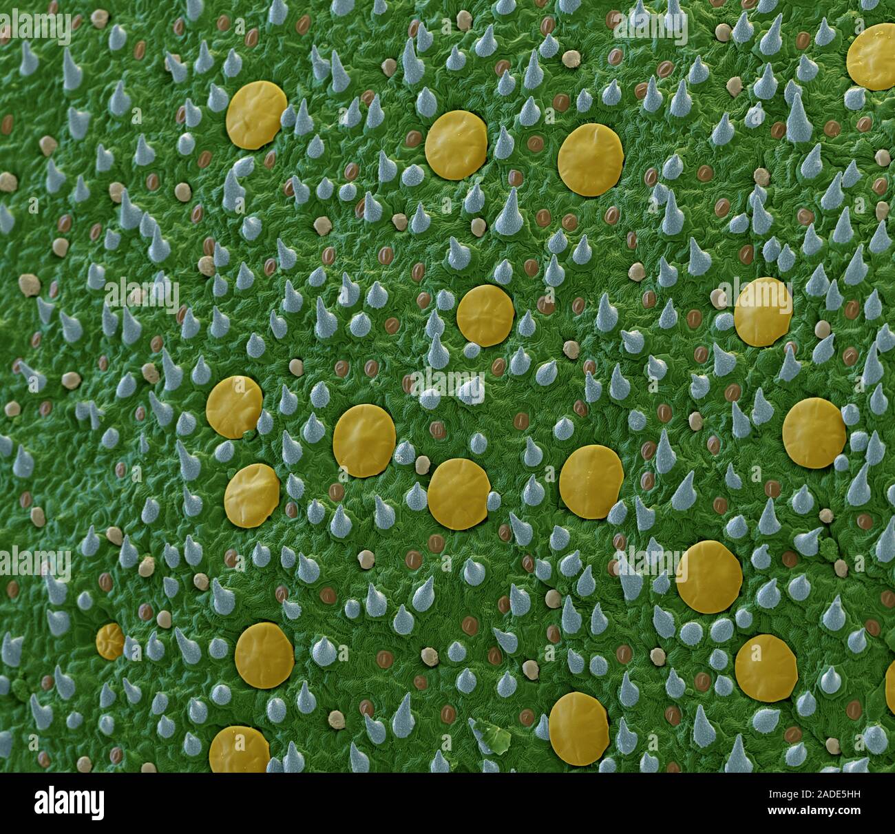 Marjoram (Origanum majorana) leaf. Coloured scanning electron ...