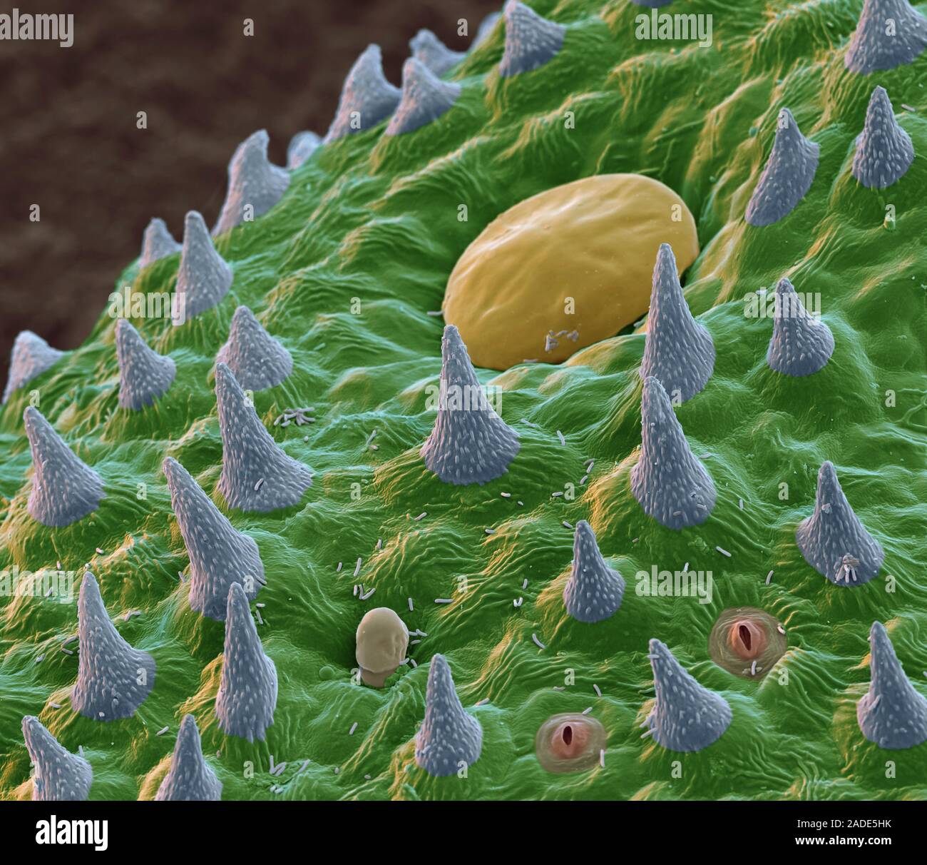 Marjoram (Origanum majorana) leaf. Coloured scanning electron ...