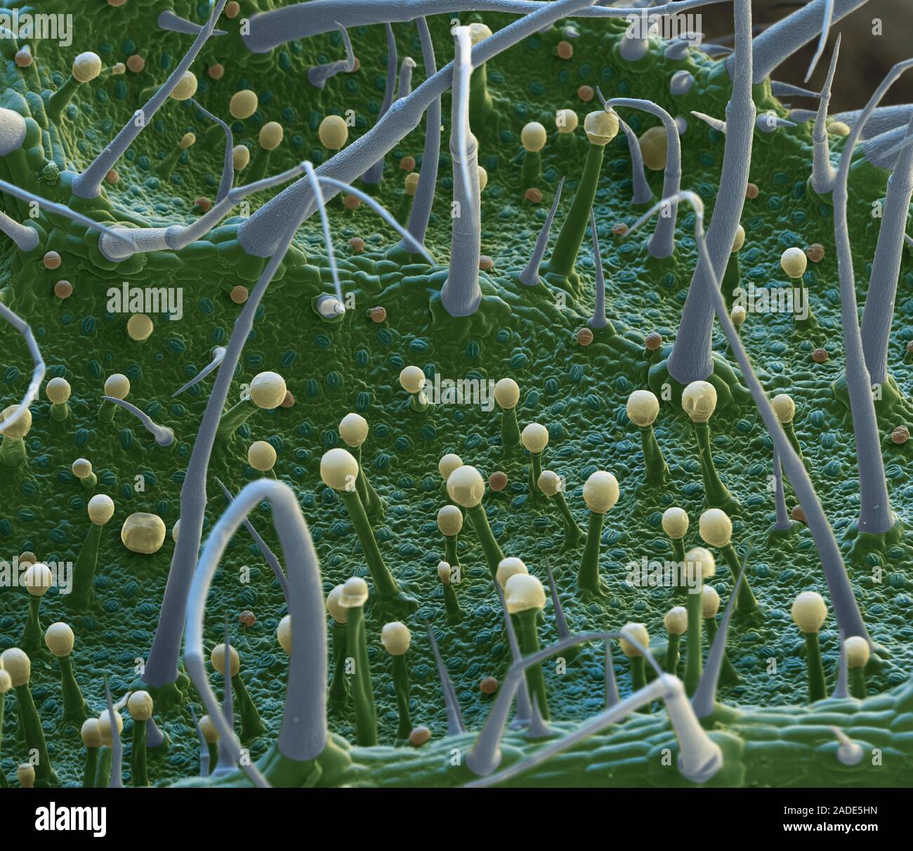 Lemon balm (Melissa officinalis) leaf. Coloured scanning electron ...