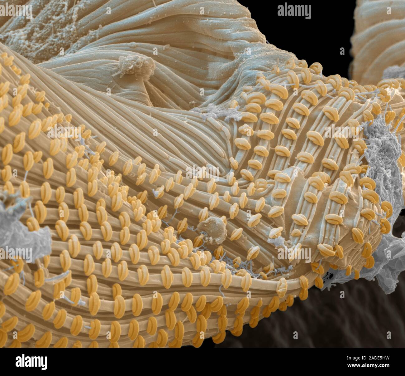 Mite skin. Coloured scanning electron micrograph (SEM) of the empty ...