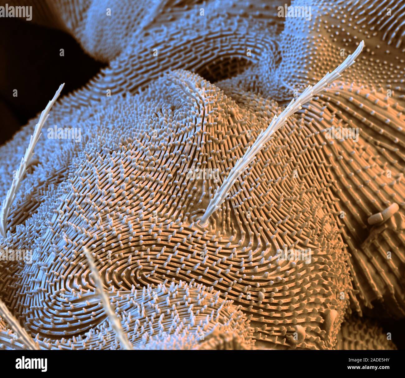 Mite skin. Coloured scanning electron micrograph (SEM) of the empty ...