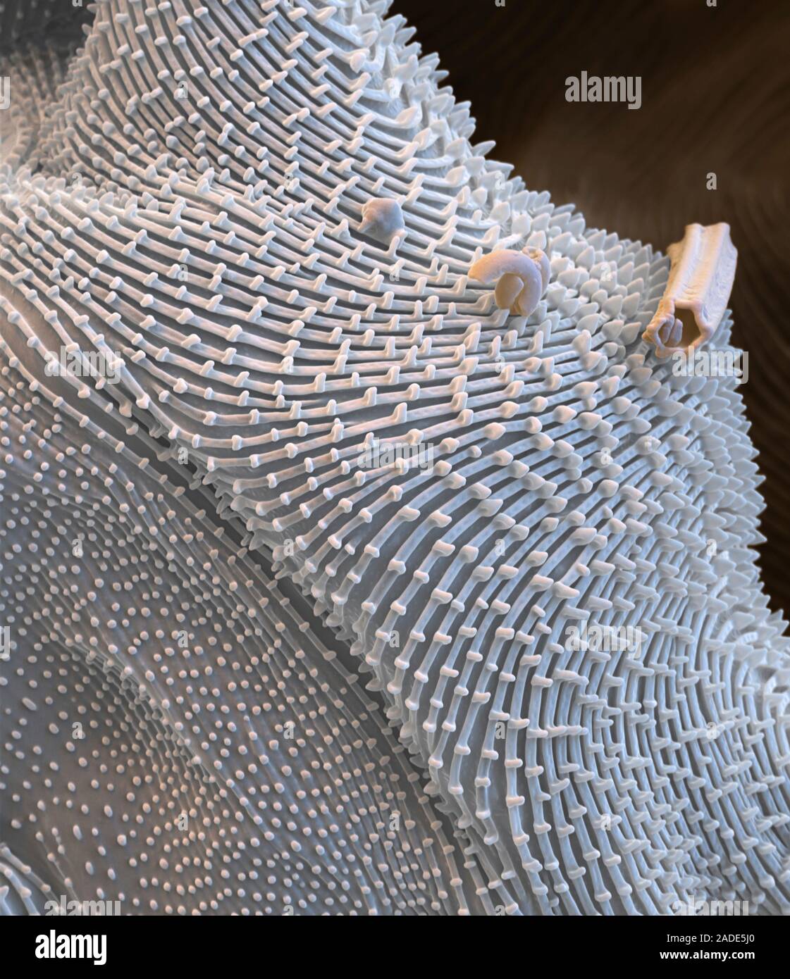 Mite skin. Coloured scanning electron micrograph (SEM) of the empty ...