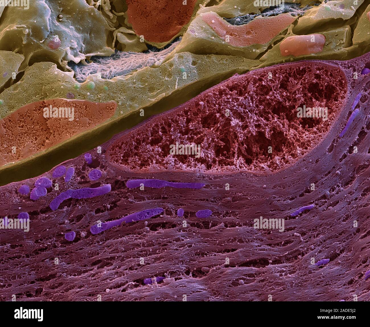 Normal muscle tissue. Coloured scanning electron micrograph (SEM) of a ...