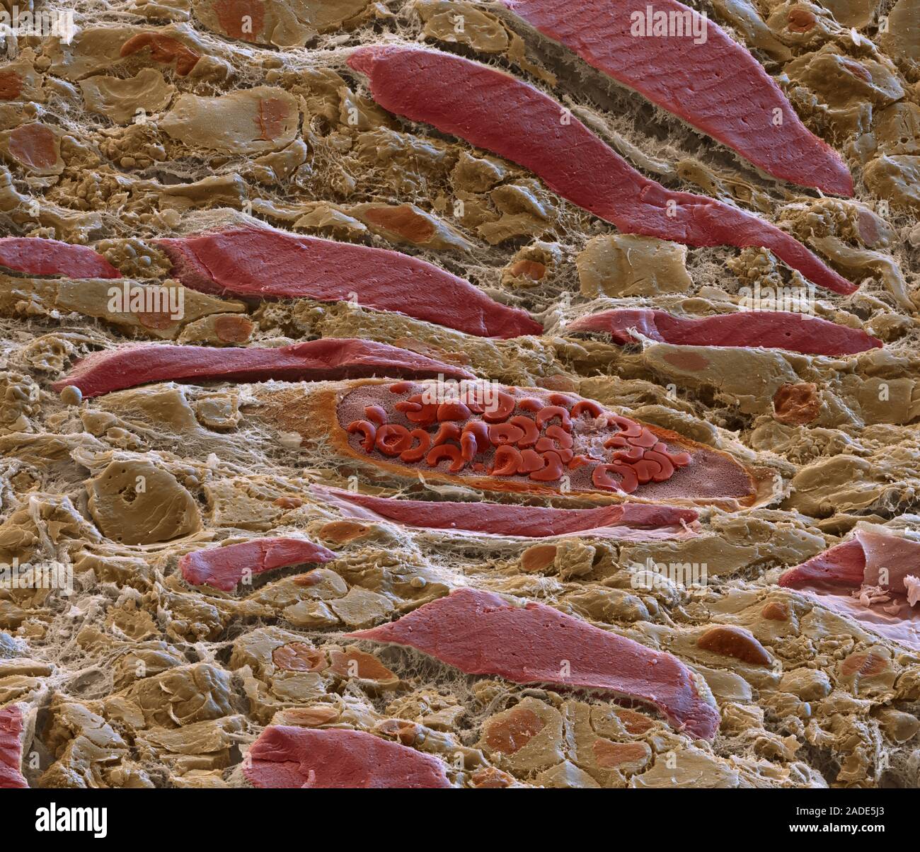 Striated muscle tissue. Coloured scanning electron micrograph (SEM) of ...