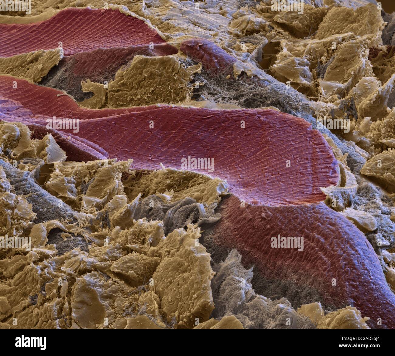 Striated muscle tissue. Coloured scanning electron micrograph (SEM) of a longitudinal section ...