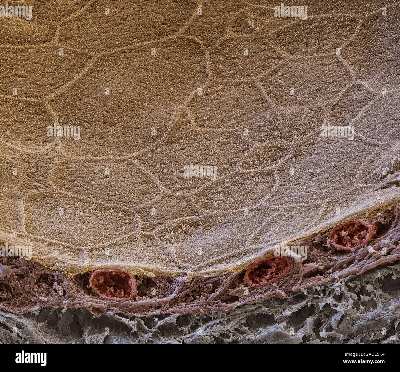 Normal salivary gland. Coloured scanning electron micrograph (SEM) of a ...