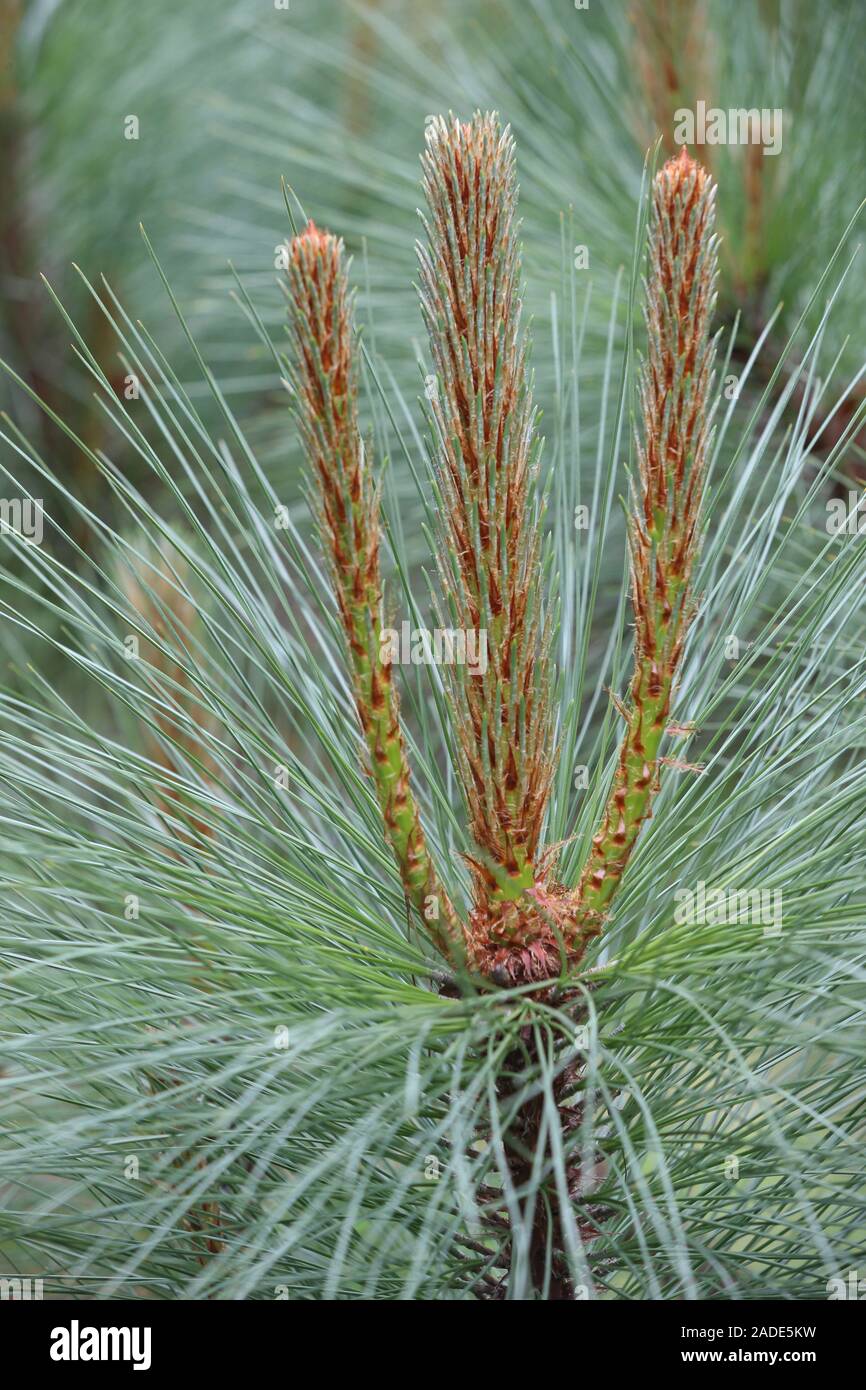 Close up of branch end of Pinus Monteziumae Mexican Blue Pine Stock ...