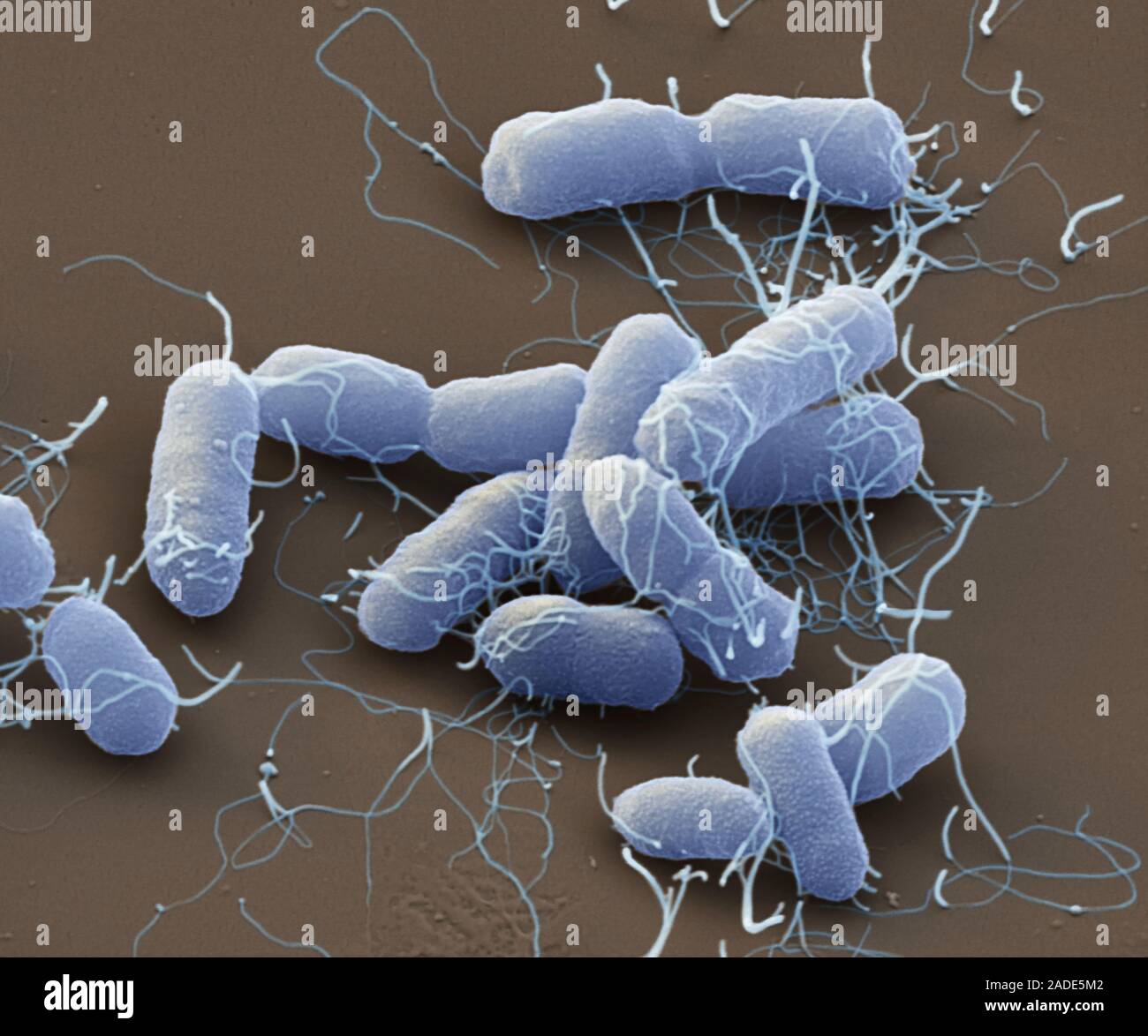 Proteus mirabilis bacteria, coloured scanning electron micrograph (SEM ...