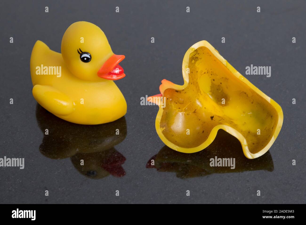 Germs inside rubber duck. Rubber duck bath toy that has been cut in ...