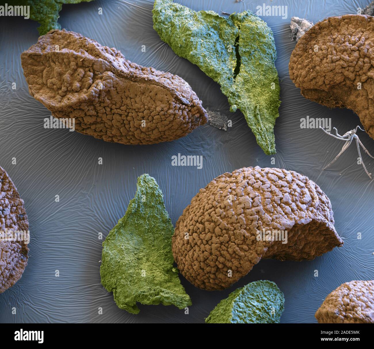 Tropical plant seeds. Coloured scanning electron micrograph (SEM) of ...