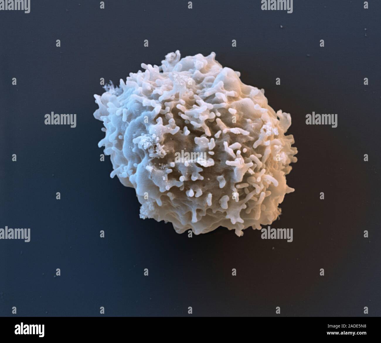 T lymphocyte white blood cell, coloured scanning electron micrograph ...