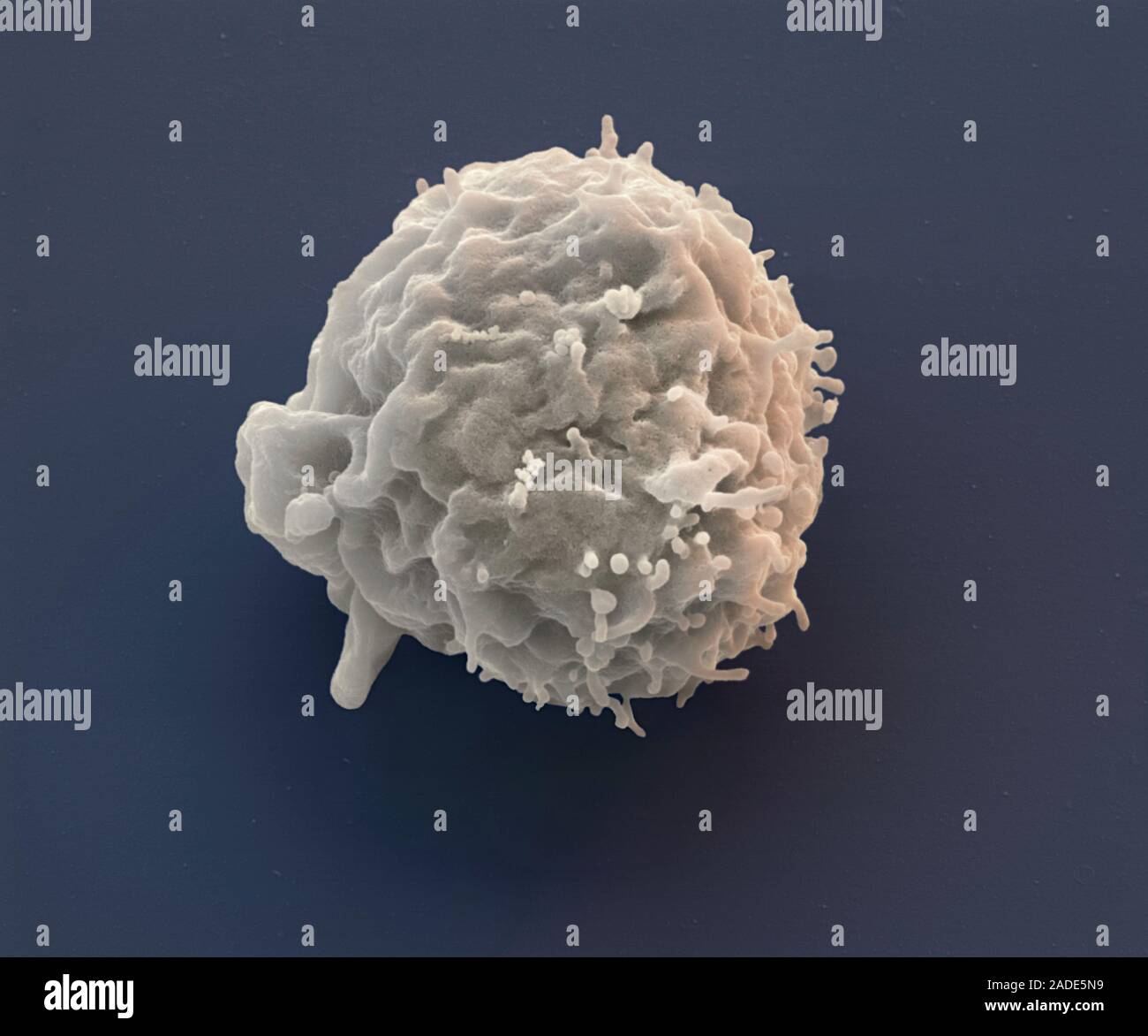 T lymphocyte white blood cell, coloured scanning electron micrograph ...