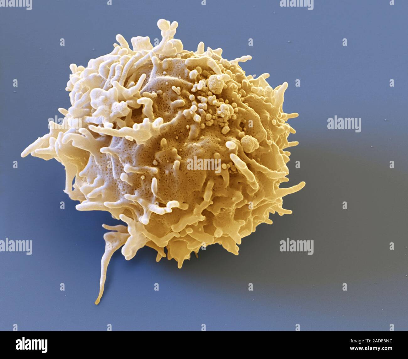 T lymphocyte white blood cell, coloured scanning electron micrograph ...