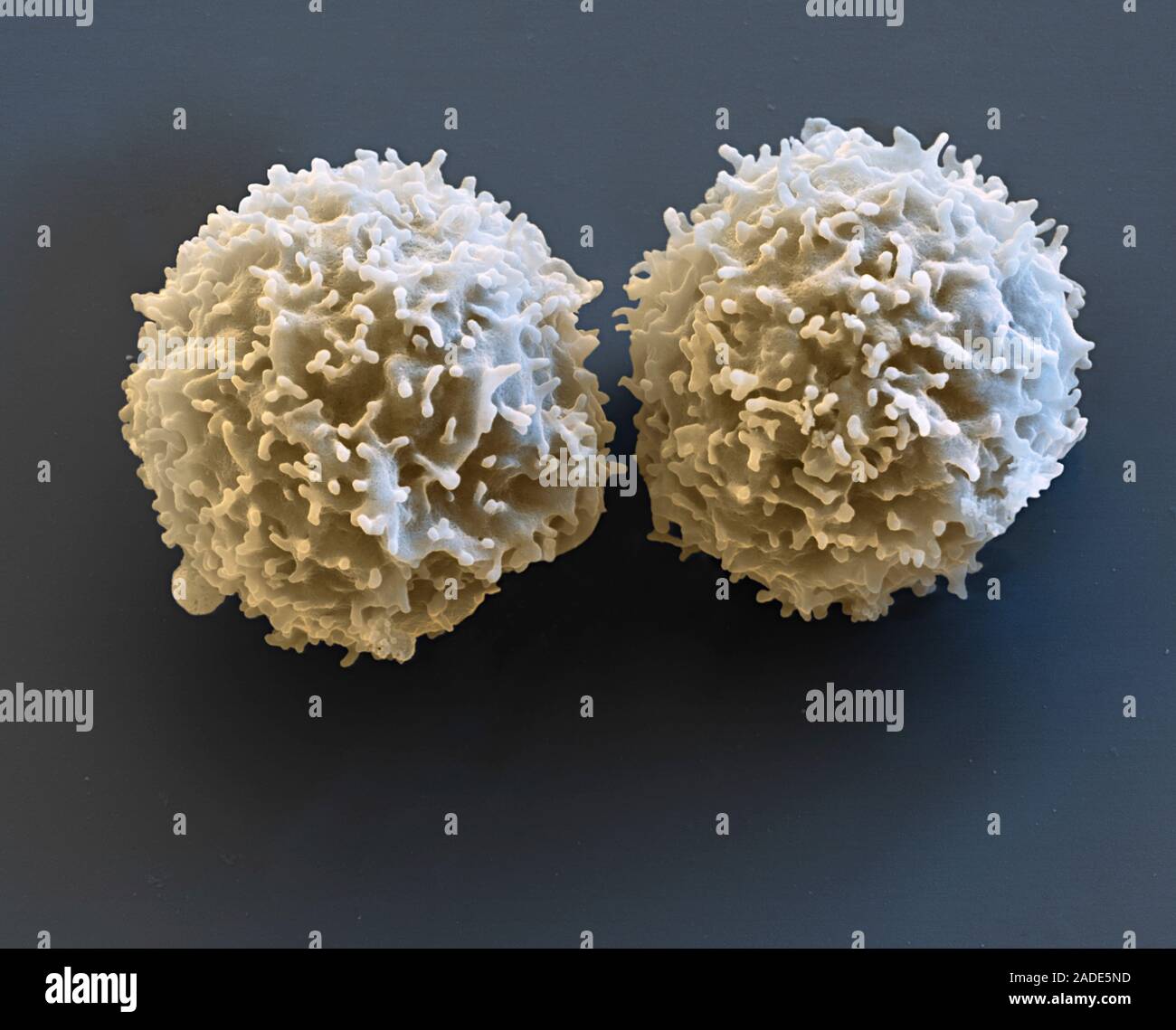 T lymphocyte white blood cells, coloured scanning electron micrograph ...