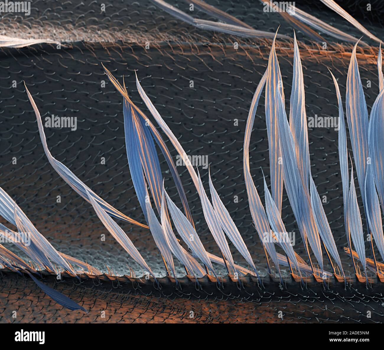Mosquito wing. Coloured scanning electron micrograph (SEM) of a wing ...
