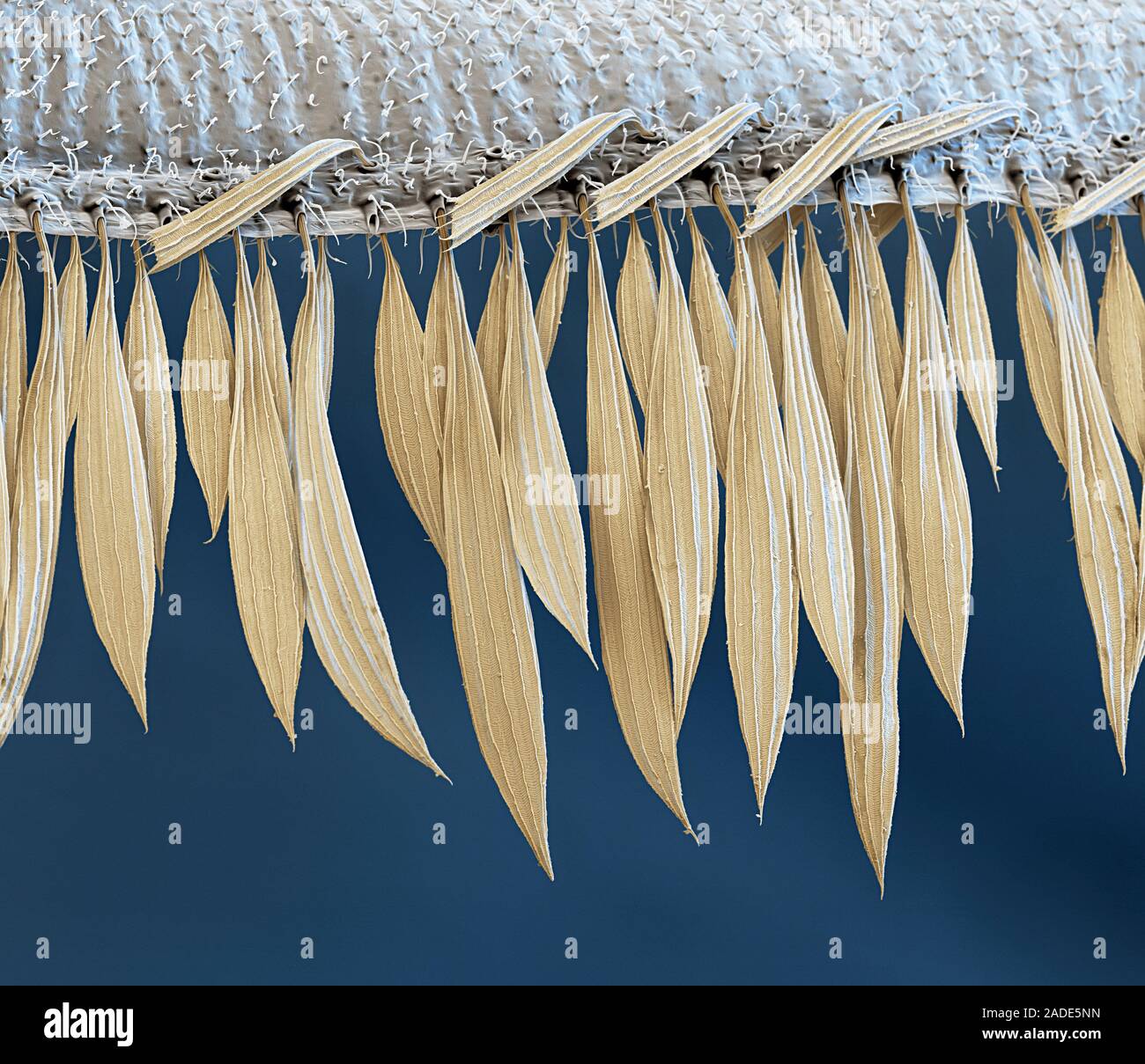 Mosquito wing. Coloured scanning electron micrograph (SEM) of a wing ...