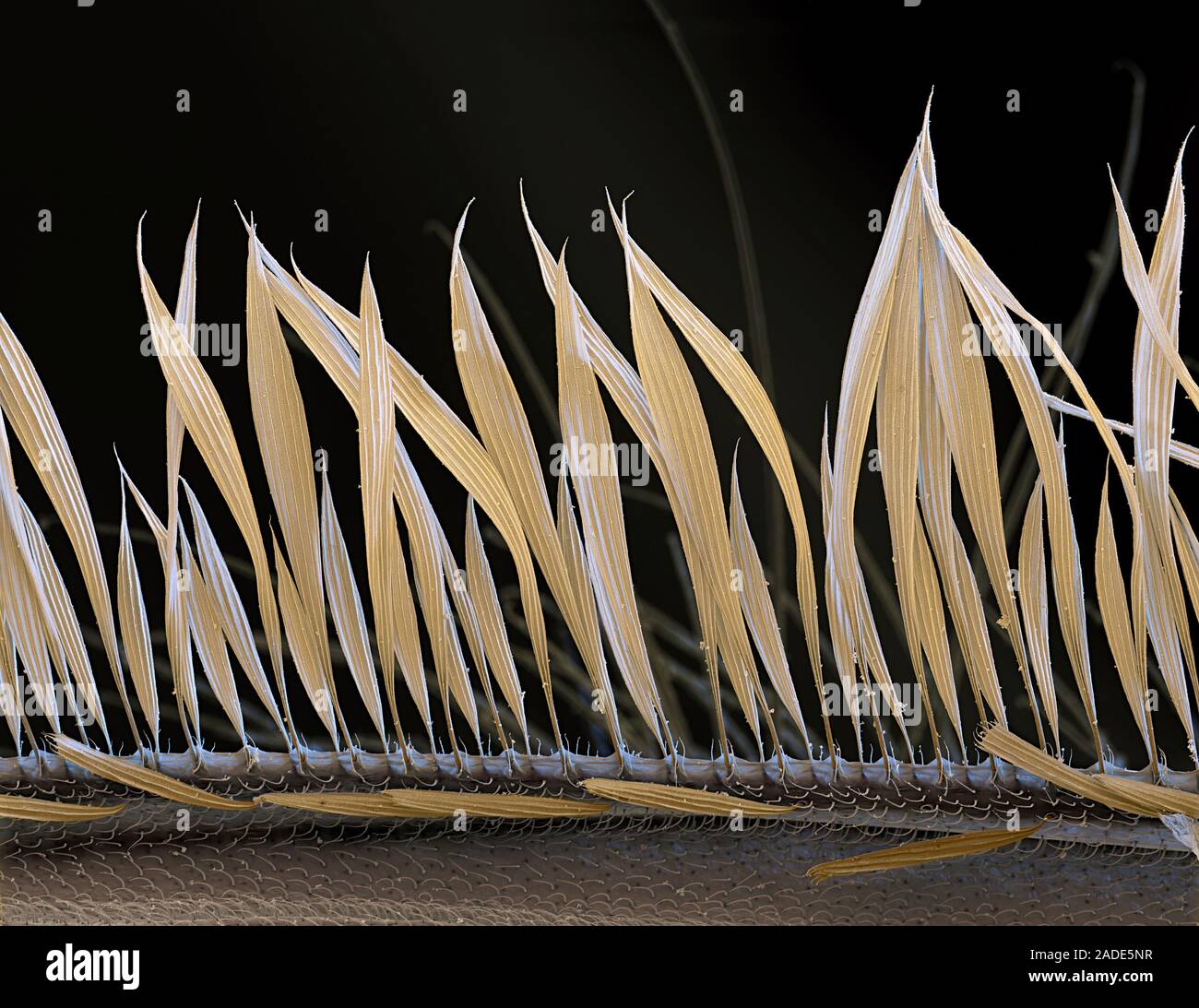 Mosquito wing. Coloured scanning electron micrograph (SEM) of a wing ...